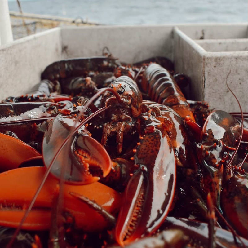 Live Lobster In Sea Warming Oceans Are Turning Sea Stars To Goo And